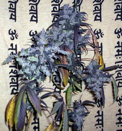 smokefrogg's grow journal: extreme foxtailing business, weird sativa ...
